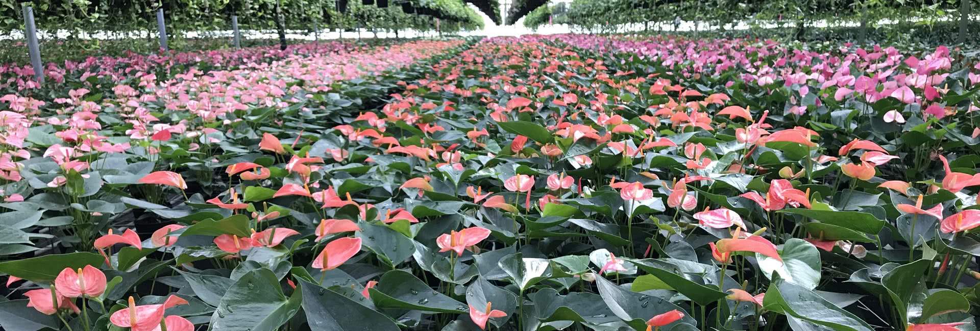 Wholesale Nursery for Tropical Plants, Palms and Foliage - Mercer ...