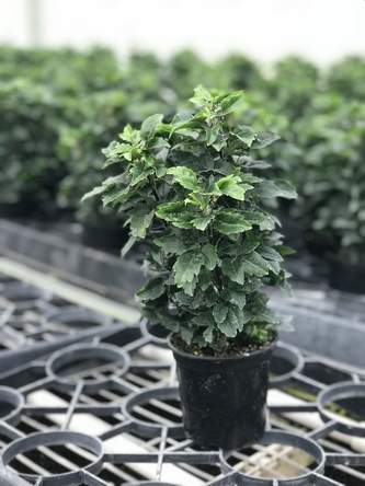 Aralia | Mercer Botanicals