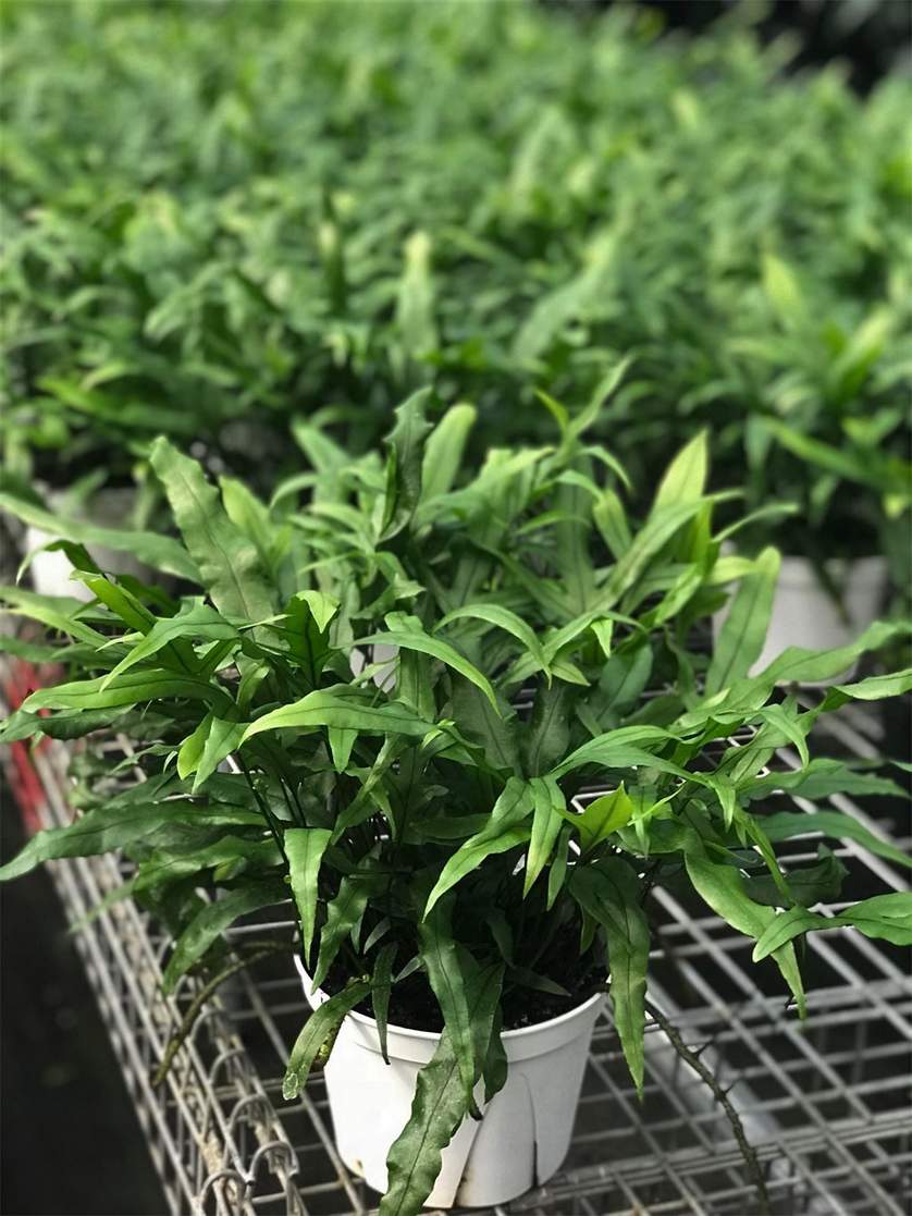 Kangaroo : Fern | Mercer Botanicals