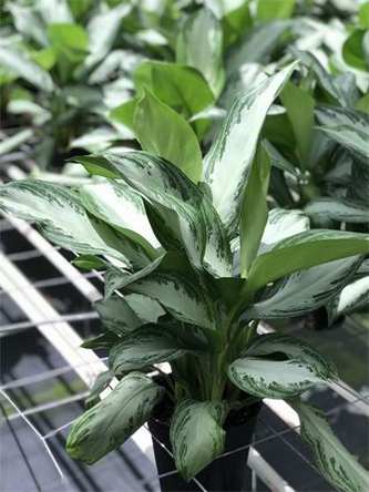 Aglaonema | Mercer Botanicals