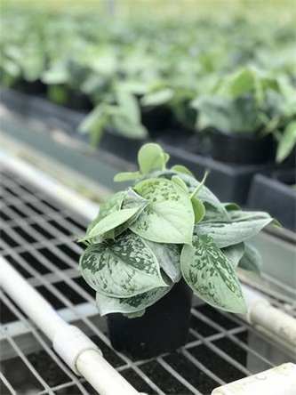 Pothos | Mercer Botanicals